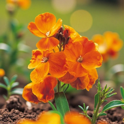 Wallflower Dwarf Tom Thumb - 2 x 6 Pack Hardy Bedding Plants