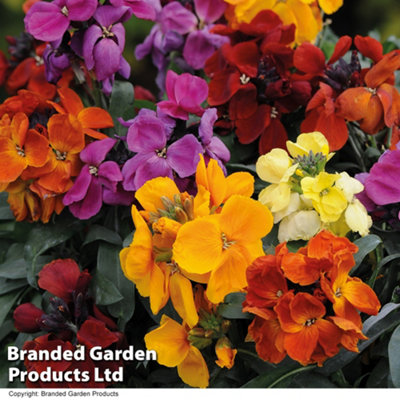 Wallflower 'Harlequin Mixed' - 10 Bare Root Plants