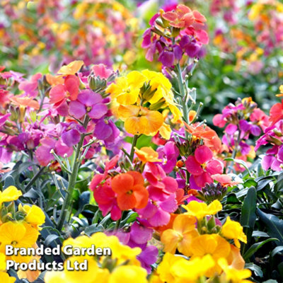 Wallflower 'Harlequin Mixed' - 10 Bare Root Plants | DIY at B&Q