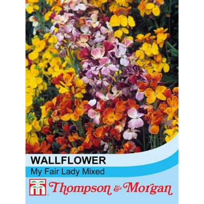 Wallflower My Fair Lady Mixed 1 Packet (400 Seeds)