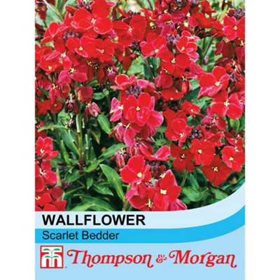 Wallflower Scarlet Bedder 1 Seed Packet (200 Seeds)