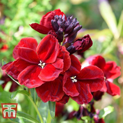 Wallflower Scarlet Bedder 1 Seed Packet (200 Seeds)