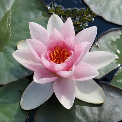 Water Lily - Nymphaea 'Fabolia' - Aquatic Marginal Pond Plant in 11cm ...