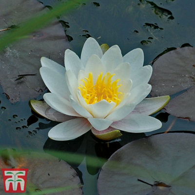 Water Lily (Nymphaea) White Albid 2 Bare Roots
