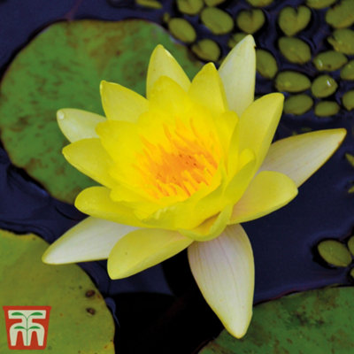 Water Lily (Nymphaea) Yellow Marliacea Chromatella 1 Bare Root