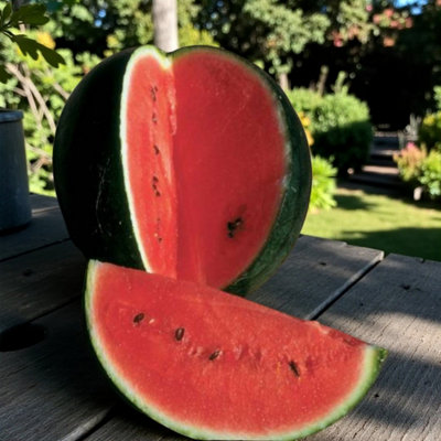 Watermelon Sugarbaby Fruit Plant - 9cm Pot - Easy Grow Kitchen Garden