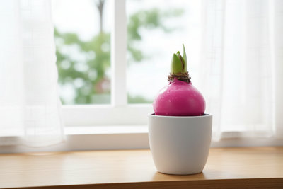 Wax Hipp Fuchsia Origin Nl plant Indoor Houseplant