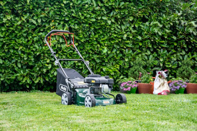 Qualcast push petrol rotary lawnmower 41cm store
