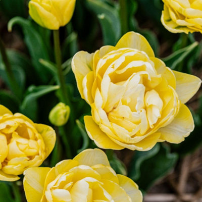 Wedding Dream Double Ivory & Yellow Peony-Style Tulip Bulbs - 8 ...