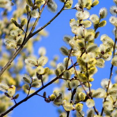 Weeping Willow Salix 'Kilmarnock' Standard Tree 70cm Tall 3L Pot, Small ...