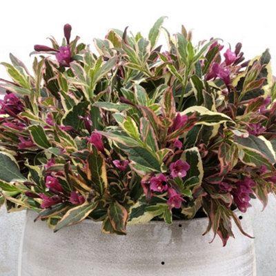 Weigela All Summer Monet Garden Plant - Variegated Foliage, Purple ...