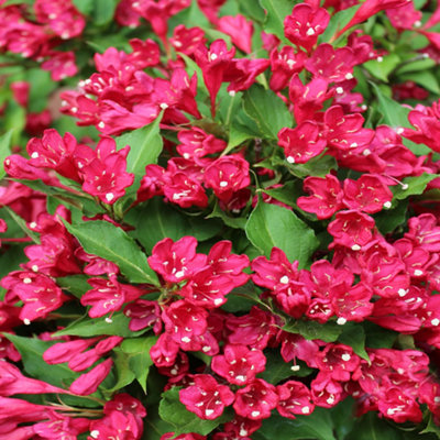 Weigela All Summer Red Garden Plant - Profuse Red Blooms, Attracts ...