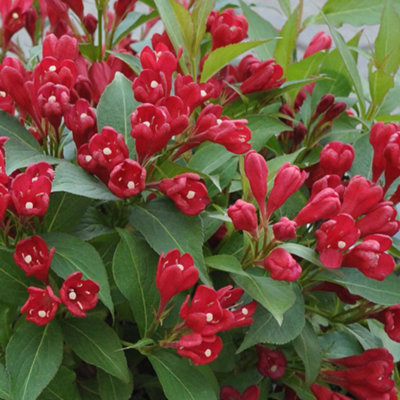 Weigela All Summer Red Garden Plant - Profuse Red Blooms, Attracts ...