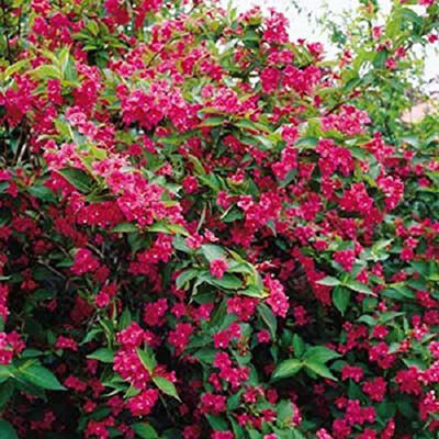 Weigela Bristol Ruby Shrub 3-4ft Large Supplied in a 3 Litre Pot