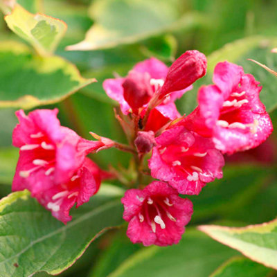 Weigela Florida Brigela Moulin Rouge 3.5 Litre Potted Plant x 1