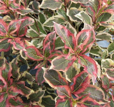 Weigela Florida Monet Garden Shrub Large Plant Supplied in a 3 Litre Pot