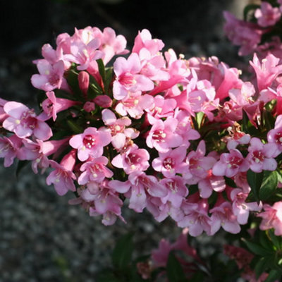 Weigela Pink Poppet Garden Plant - Compact Size, Pink Bell-shaped ...