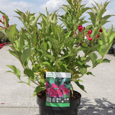 Weigela Red Prince 3.6 Litre Potted Plant x 1