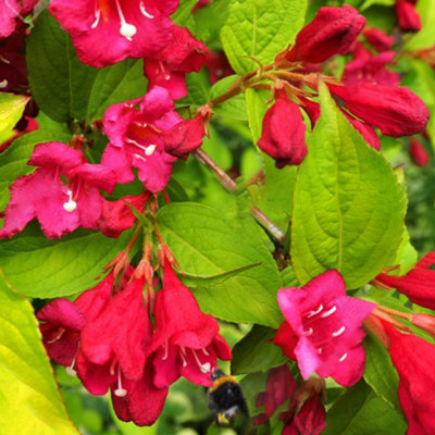 Weigela Rubidor Plant - Golden-Yellow Foliage, Compact Size, Attracts ...