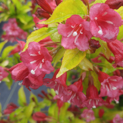 Weigela Rubidor Plant - Golden-Yellow Foliage, Compact Size, Attracts ...