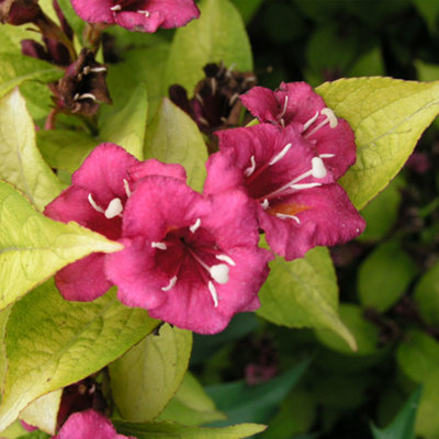 Weigela Rubidor Plant - Golden-Yellow Foliage, Compact Size, Attracts ...