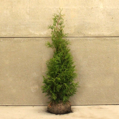 Western Red Cedar 100/125cm Root ball X 28 Pack- Hedges Direct