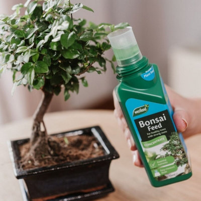 Westland Bonsai Potting Mix Compost Indoor Plant 4 Litres & Feed ...