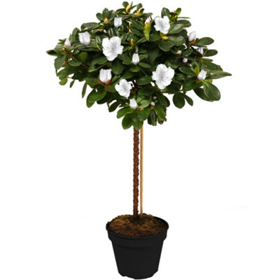 White Azalea Japonica Tree Trees for Small Gardens Border Patio Potted ...