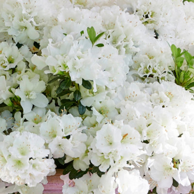 White Azalea Japonica Tree Trees for Small Gardens Border Patio Potted ...