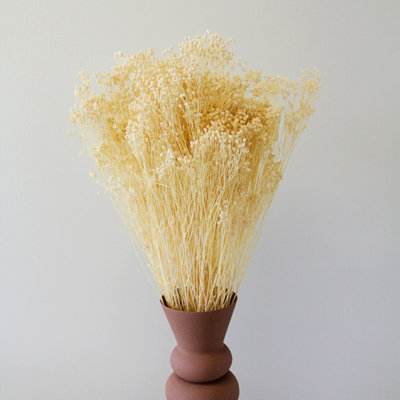 White Bleached Broom Bloom Bunch - 60cm in Height - Dried Flowers - For ...