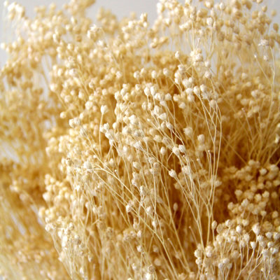 White Bleached Broom Bloom Bunch - 60cm in Height - Dried Flowers - For ...