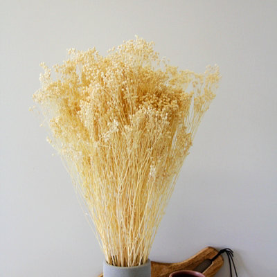 White Bleached Broom Bloom Bunch - 60cm in Height - Dried Flowers - For ...