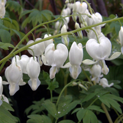 White Bleeding Heart Dicentra Alba Live Outdoor Hardy Garden Plant in Pot