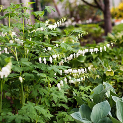 White Bleeding Heart Dicentra Alba Live Outdoor Hardy Garden Plant in Pot