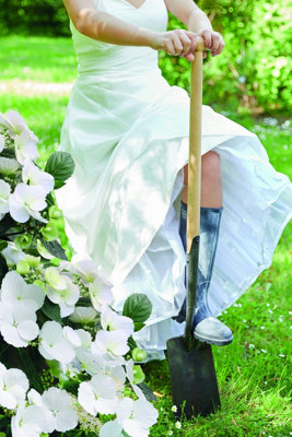 White Hydrangea Runaway Bride - 80-100cm in Height - In 3 Litre Pot