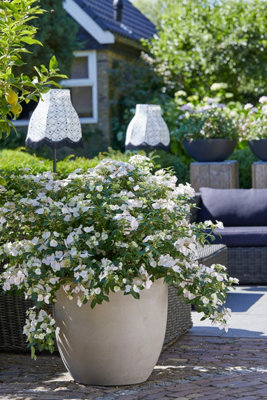 White Hydrangea Runaway Bride - 80-100cm in Height - In 3 Litre Pot