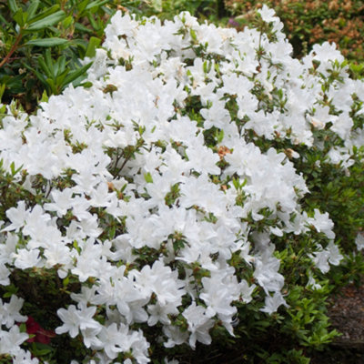 White Japanese Azalea (30-40cm Height Including Pot) - Delicate White ...