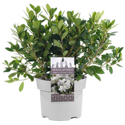 White Japanese Azalea (30-40cm Height Including Pot) - Delicate White ...