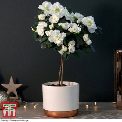 White Mini Azalea Standard -1 Plant