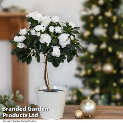 White Mini Azalea Standard -1 Plant
