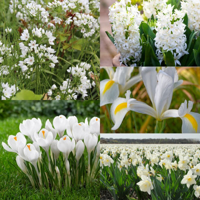 White Mixed Spring Bulb Collection - 50 Spring Summer Flowering Perennial Bulbs - UK Hardy ...