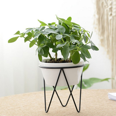 White Modern Ceramic Tabletop Planter with Black Metal Stand