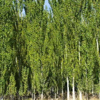 White Poplar Tree Hedging - Dark Green Leaves Silver Undersides ...