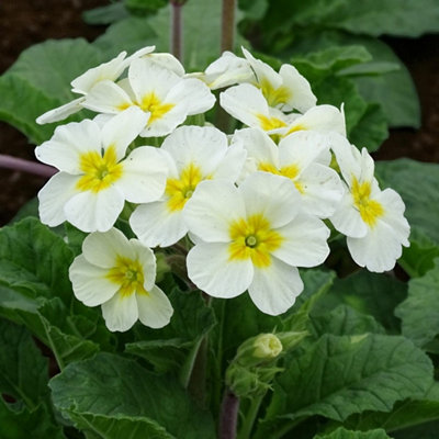 White Primrose 6 Pack Bedding Plants - Colourful Hardy Perennial Flowers