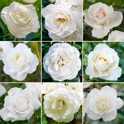 White Rose - Outdoor Plant, Stunning Colour, Ideal for Gardens, Compact ...