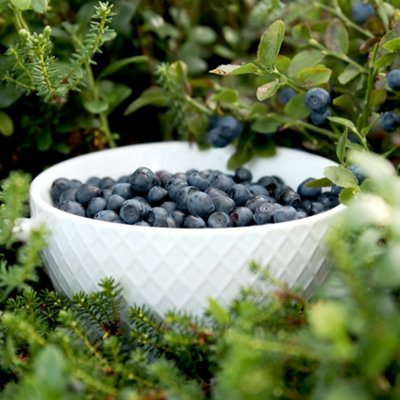 Wild Blueberry Seeds 1 Seed Packet (50 Seeds)
