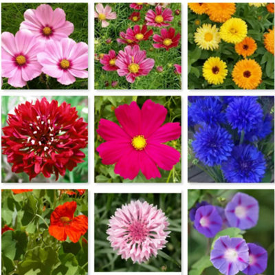 WILD FLOWER BUTTERFLY & BEE MIX 9 mixes MEADOW UK poppy cornflower 1500 ...