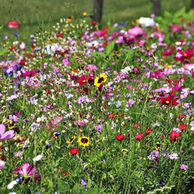 Wild Flower Habitat Seed Mixes 100% Bulk Garden School no Grass no ...