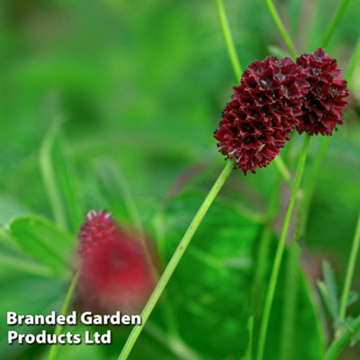 Wildflower Great Burnet 1 Seed Packet (75 Seeds) | DIY at B&Q