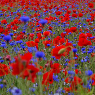 Wildflower Seed Cornfield Annual Red Poppy Cornflowers Mix British ...